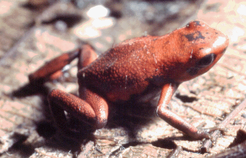 Colostethus Mertensi